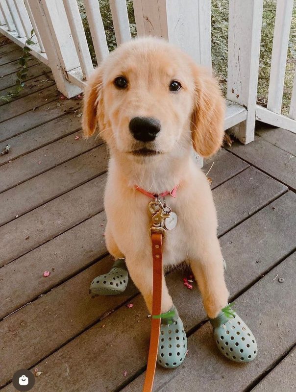 Calzado Para Perros Tipo Crocs – Blondi – Accesorios para Mascotas