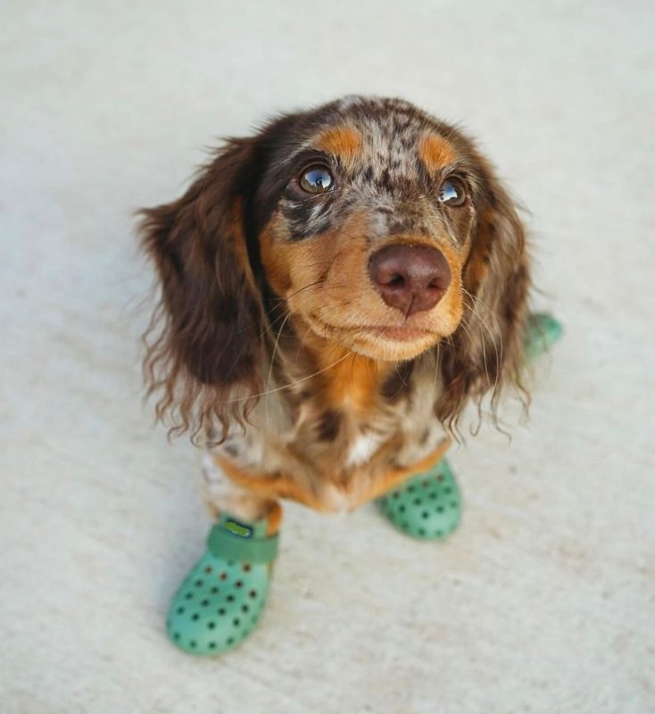Calzado Para Perros Tipo Crocs – Blondi – Accesorios para Mascotas