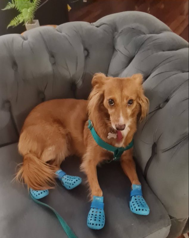 Calzado Para Perros Tipo Crocs – Blondi – Accesorios para Mascotas