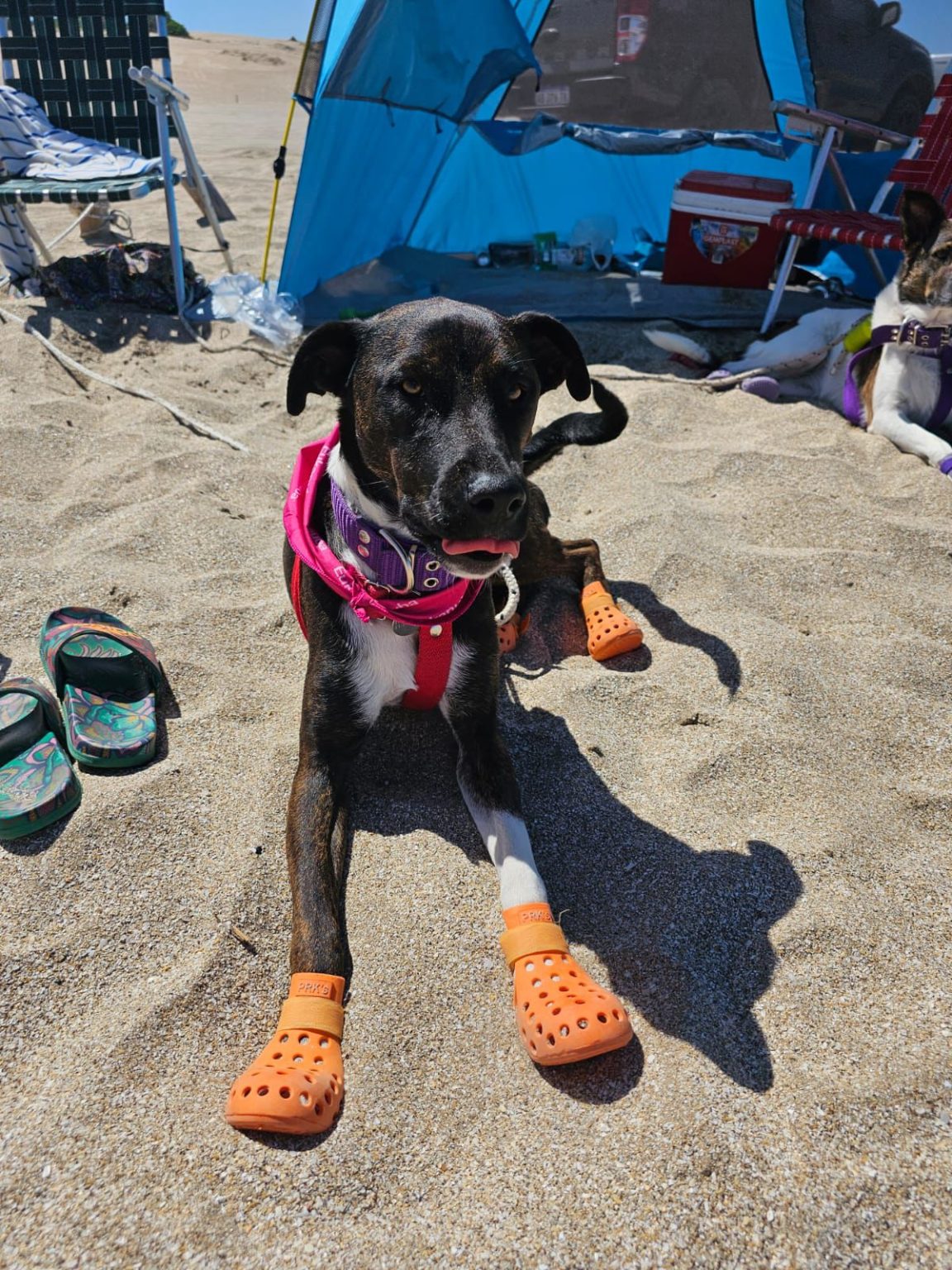 Calzado Para Perros Tipo Crocs – Blondi – Accesorios para Mascotas