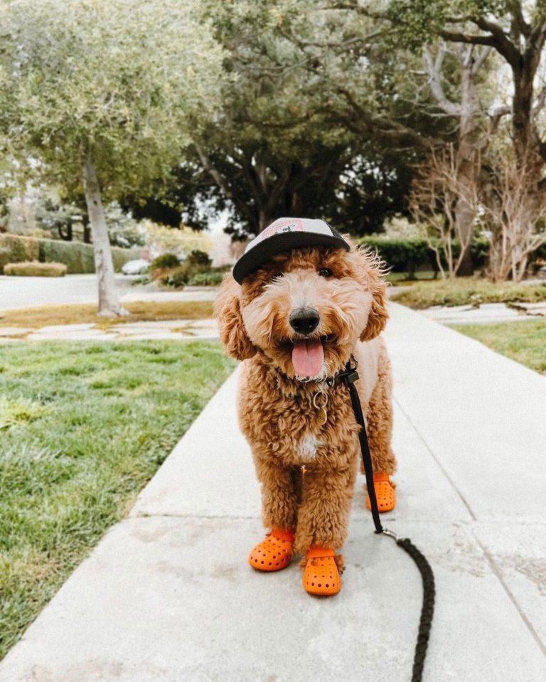Calzado Para Perros Tipo Crocs – Blondi – Accesorios para Mascotas